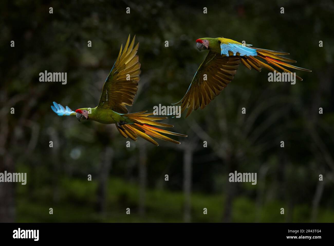 Great green macaw, Ara ambiguus, also known as Buffon's macaw. Wild ...