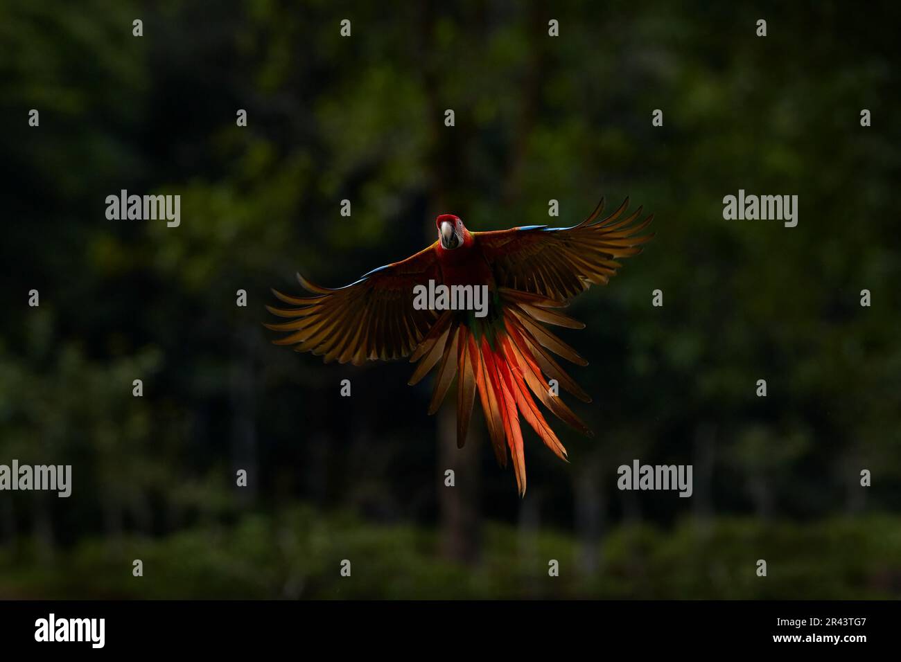 Parrot flying in dark green vegetation. Macaw rare form Ara macao x Ara ...