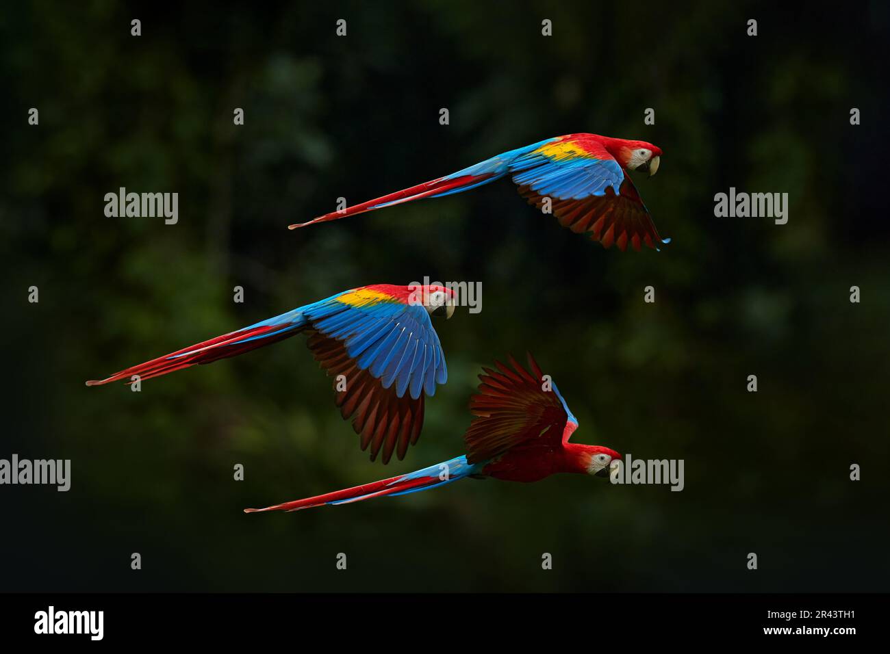 Red parrot flying in dark green vegetation. Scarlet Macaw, Ara macao ...