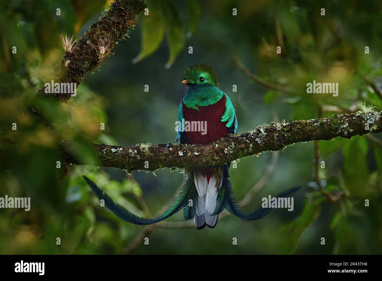 Resplendent Quetzal, Pharomachrus mocinno, from Chiapas, Mexico with ...
