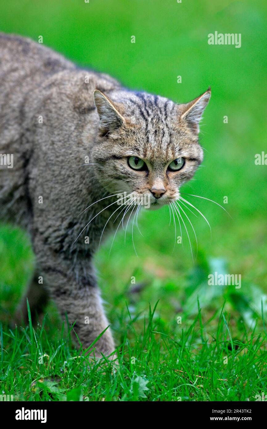 European wildcat (Felis silvestris Stock Photo - Alamy