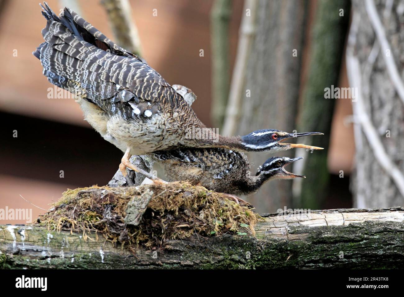Sunbittern (Eurypyga helias) with young bird, on nest Stock Photo - Alamy