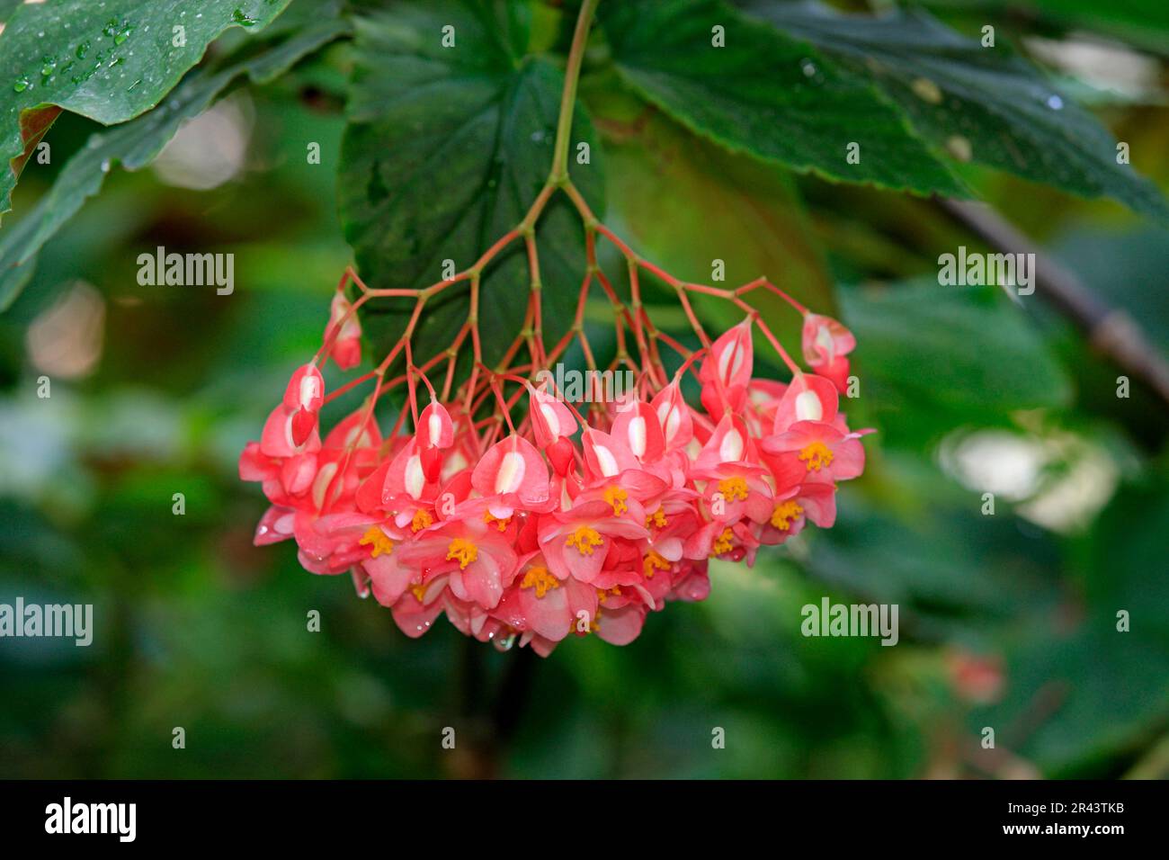 Indian soapberry (Sapindus mukorossi), flowers, aritha, doadni, doda ...