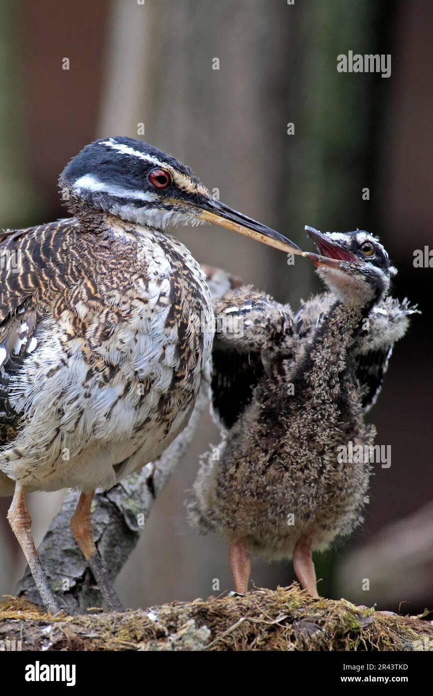 Sunbittern eurypyga helias adult hi-res stock photography and images ...