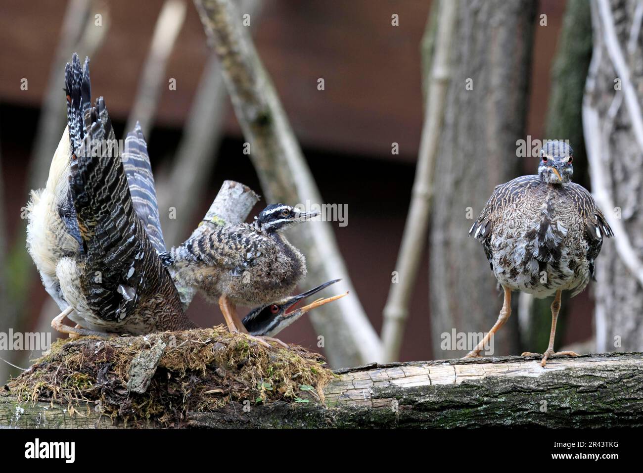 Sunbittern (Eurypyga helias) with young bird, on nest Stock Photo - Alamy