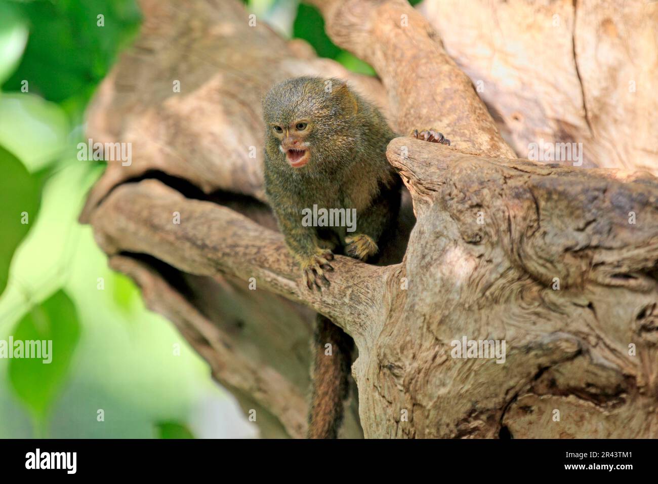 Pygmy marmoset (Cebuella pygmaea Stock Photo - Alamy