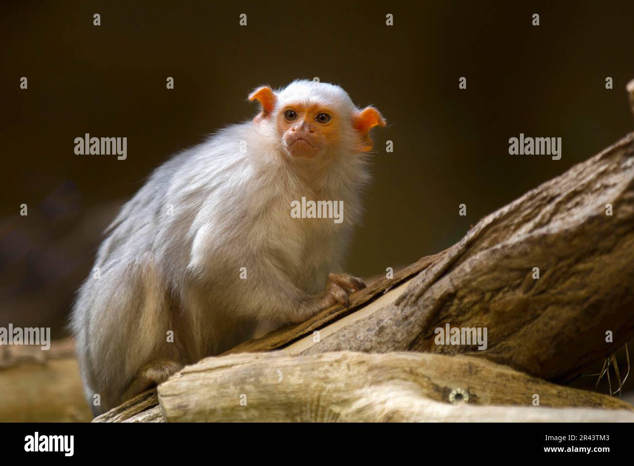 Silver silvery marmoset (Callithrix argentata Stock Photo - Alamy