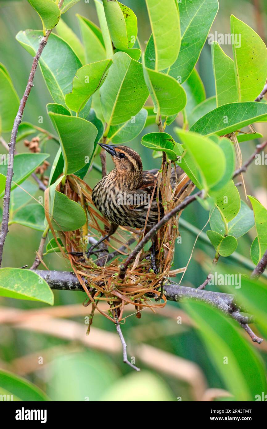 Red-winged blackbird (Agelaius phoeniceus), adult female building a ...