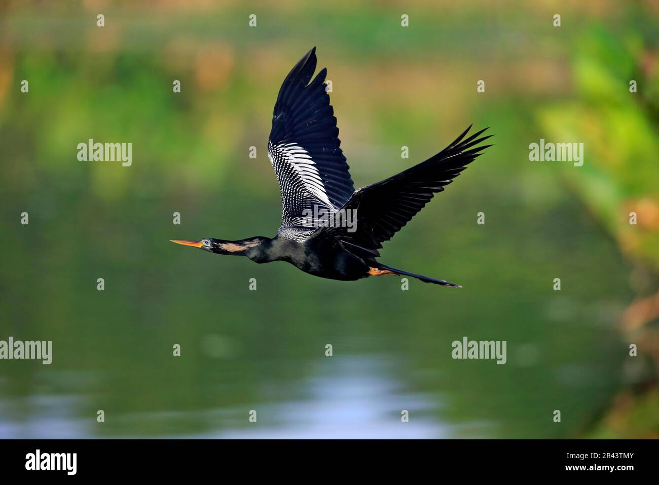 Anhinga (Anhinga anhinga), adult flying in breeding plumage ...