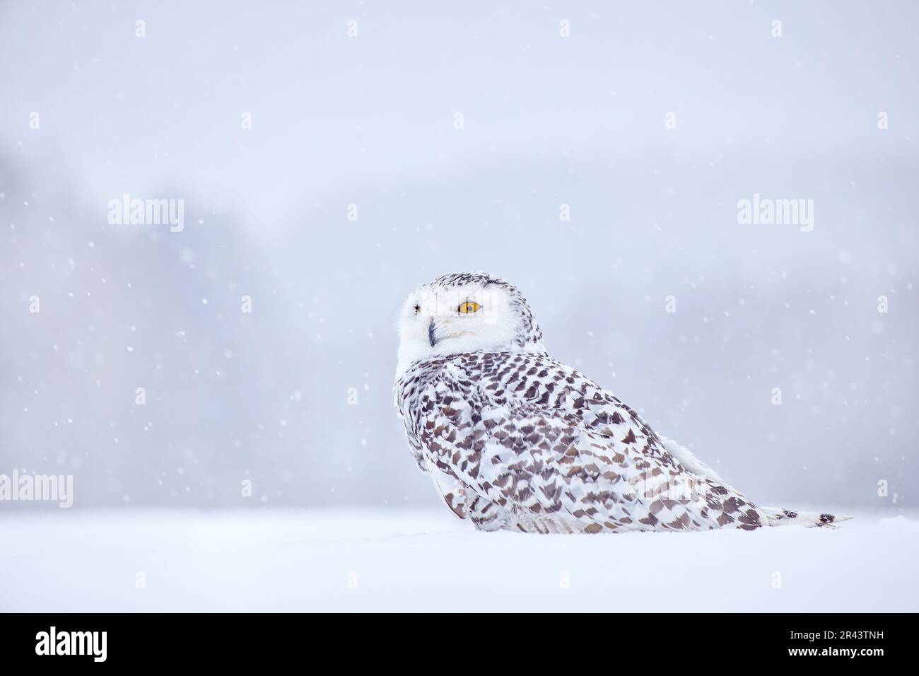 Cold winter. Snowy owl sitting on the snow in the habitat. White winter ...