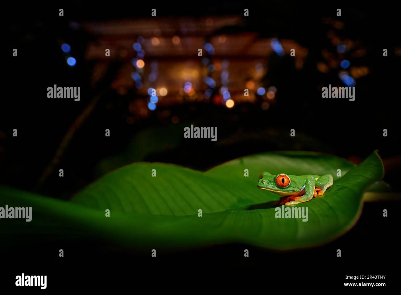 Nature Costa Rica, urban wildlife. Bird lodge in tropic forest with ...