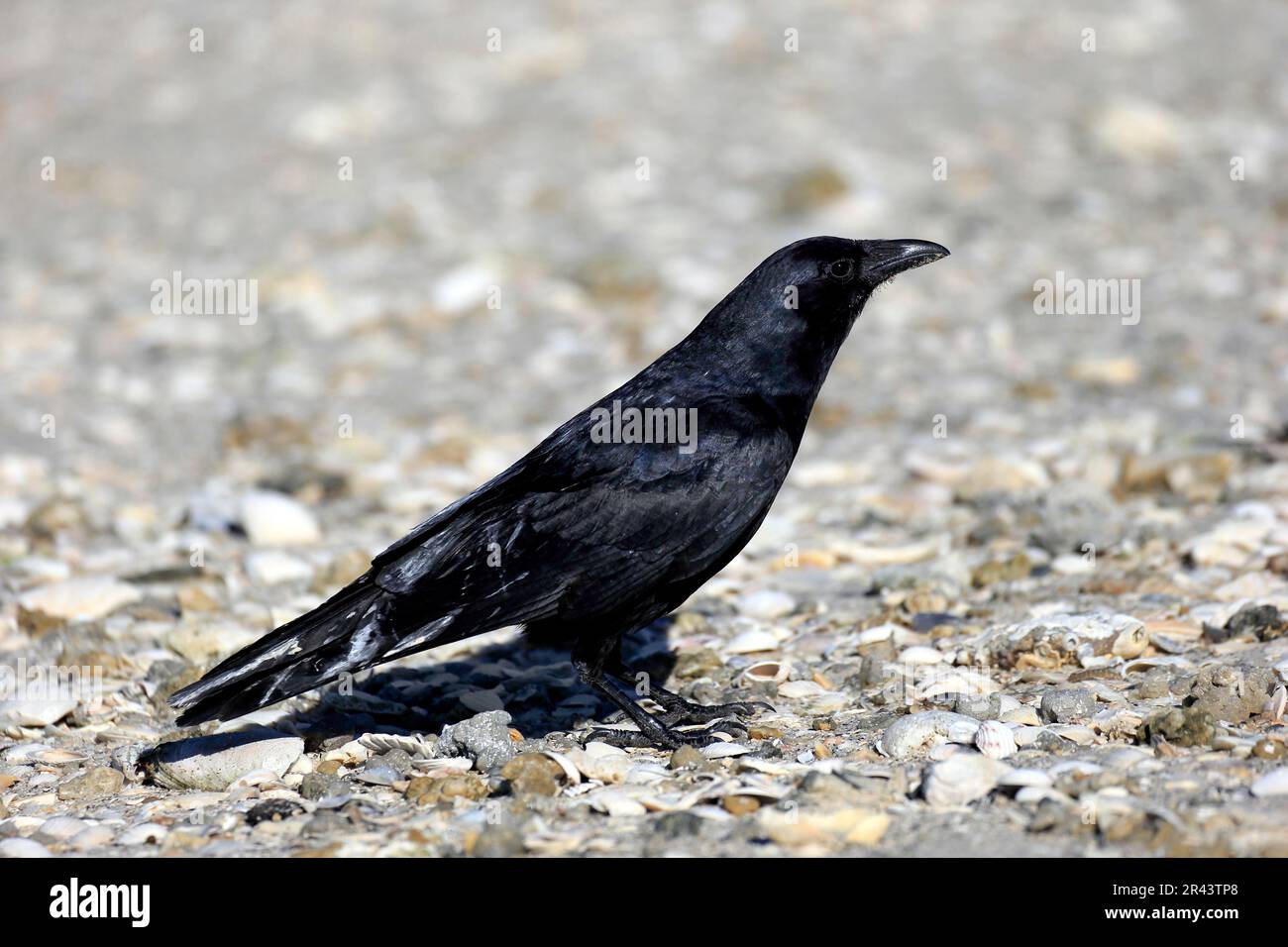 Corvus ossifragus american crow hi-res stock photography and images - Alamy