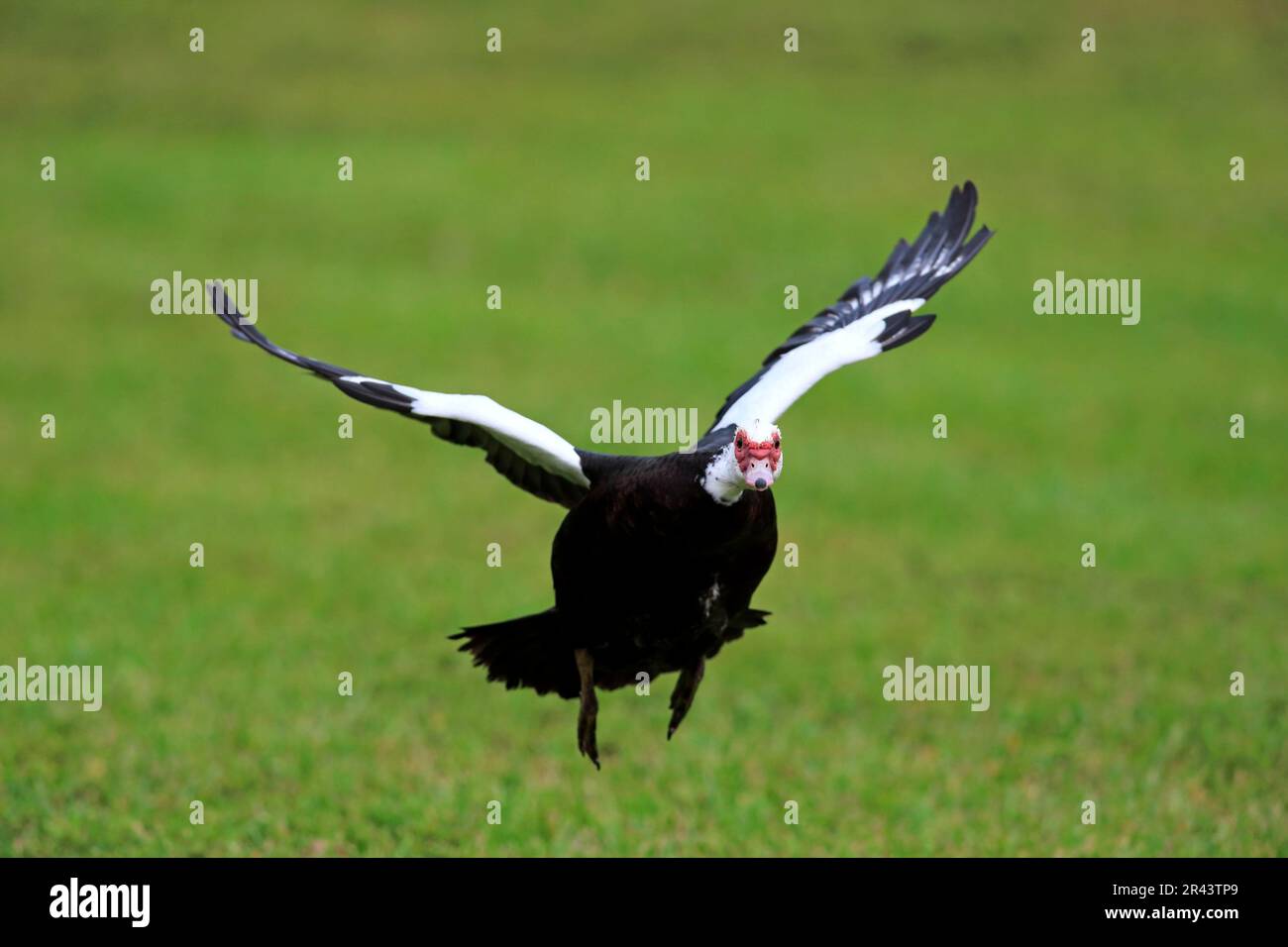 Muscovy duck (Cairina moschata), adult flying, Miami, Florida, North ...