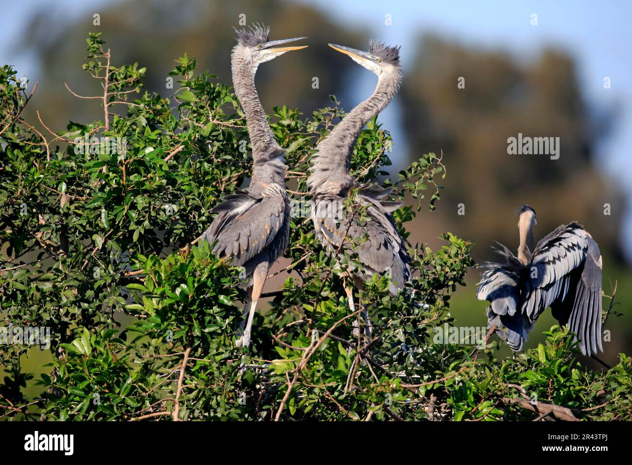 Great blue heron (Ardea herodias), two half-grown juveniles on tree ...