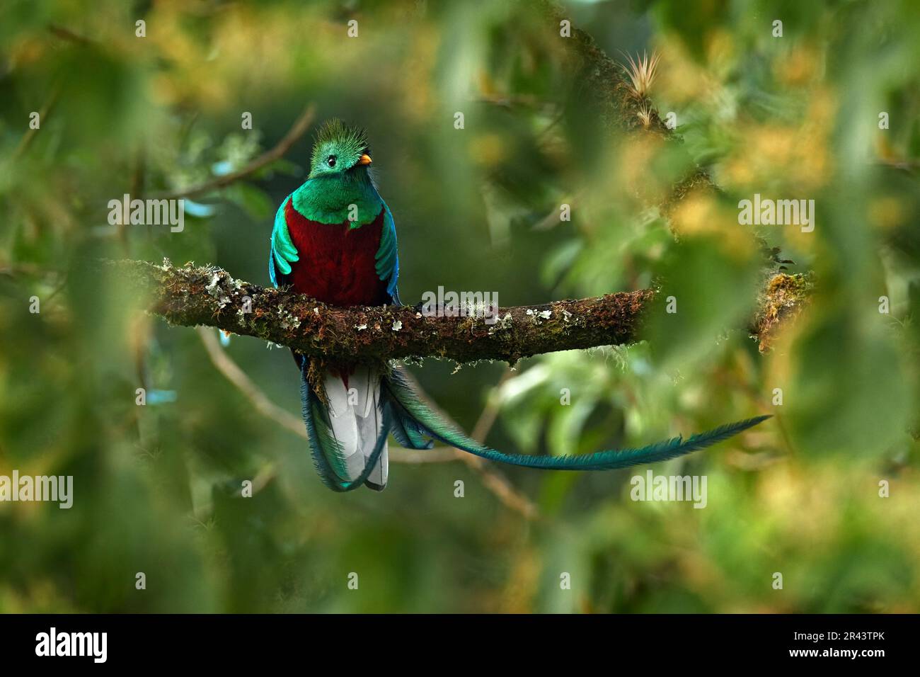 Tropic bird. Resplendent Quetzal, Pharomachrus mocinno, from Chiapas ...