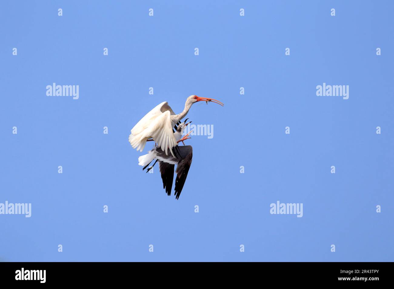 American white ibis (Eudocimus albus), adult flying with prey being ...