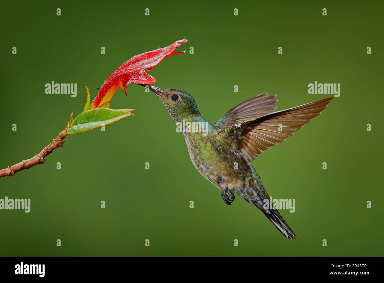 Hummingbird Green-crowned Brilliant, Heliodoxa jacula, green bird from ...