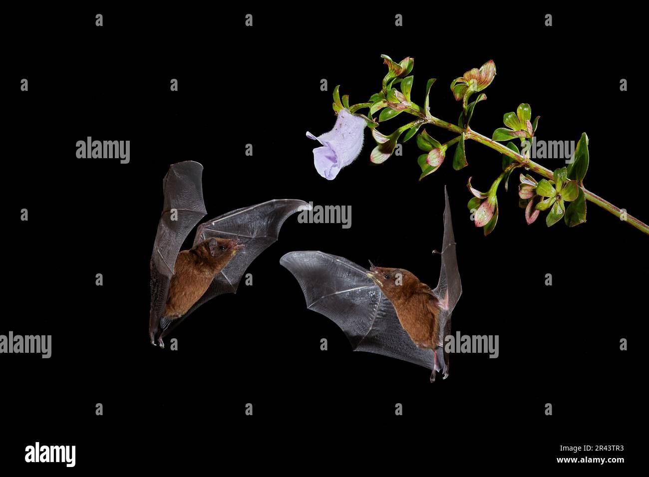 Nocturnal animal in flight with red feed flower. Wildlife action scene ...