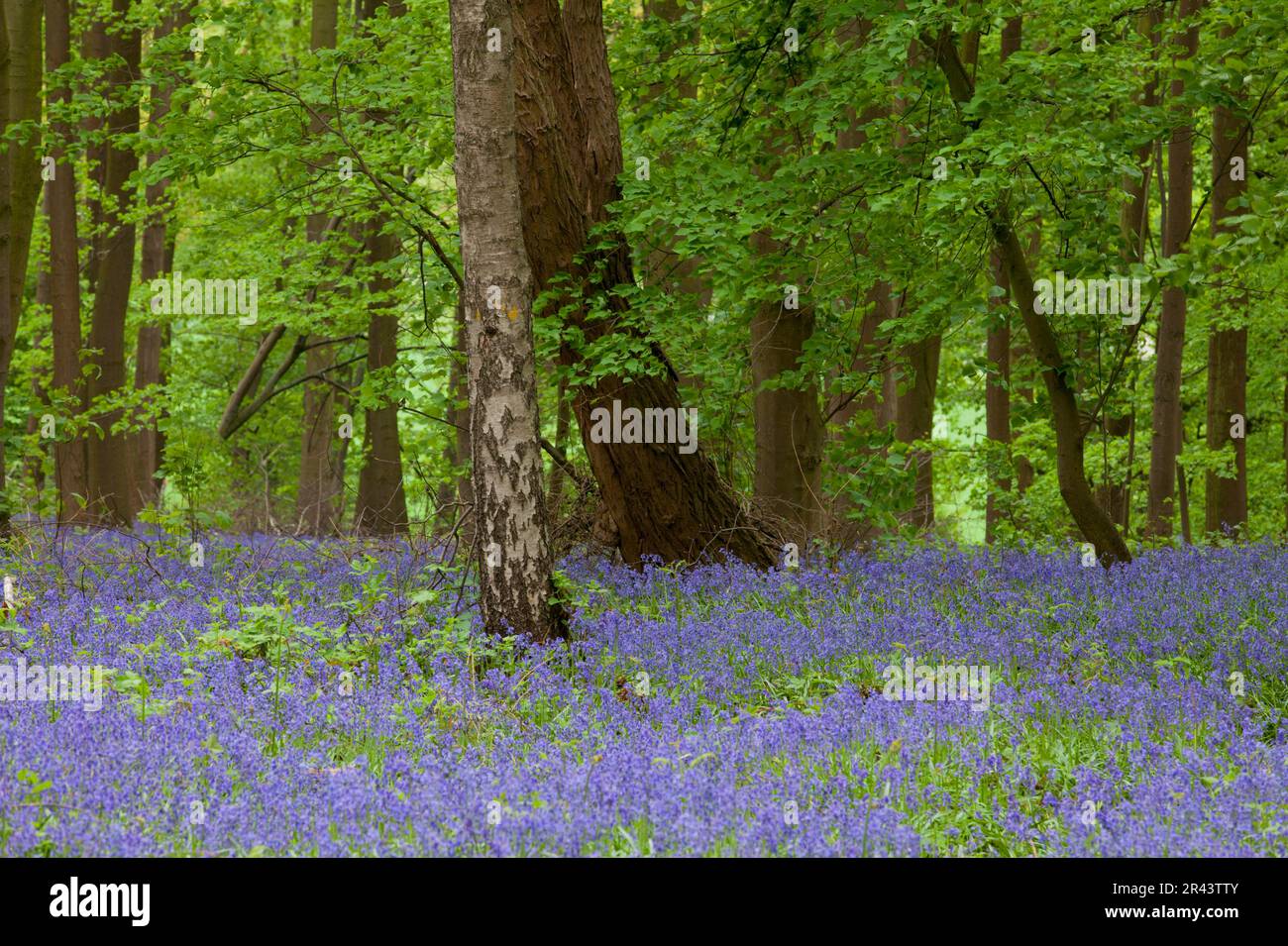 Bluebell in the blue forest near Hueckelhoven (Hyacinthoides non ...