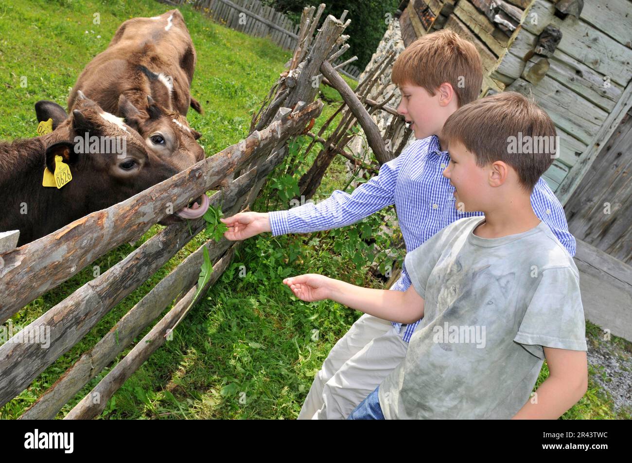 Children feeding calves, calf, baby calf, domestic cattle, open-air ...
