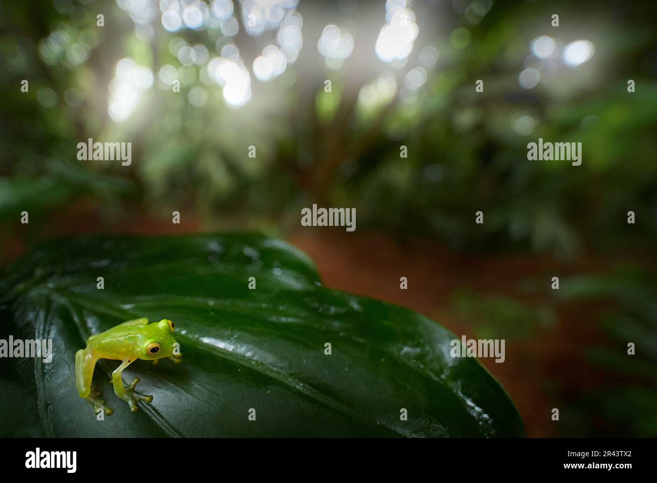 Frog in tropical habitat. Fleschmann Glass Frog, Hyalinobatrachium ...