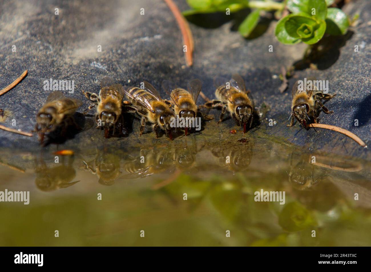 Honey bees drinking Stock Photo - Alamy