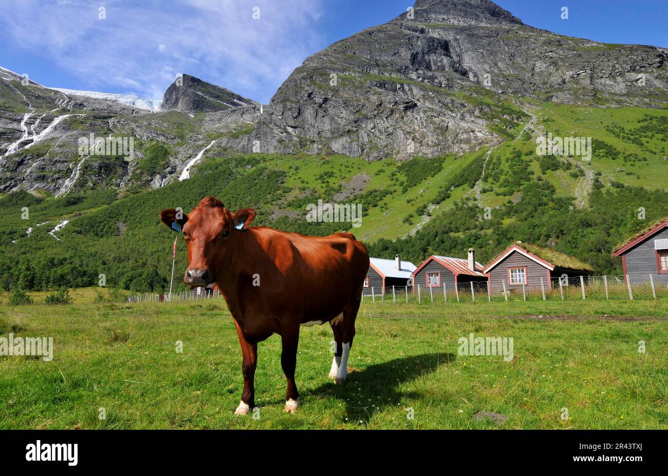 Domestic cattle, cow, alp, alpine pasture, bodal, bodalseter, borway ...