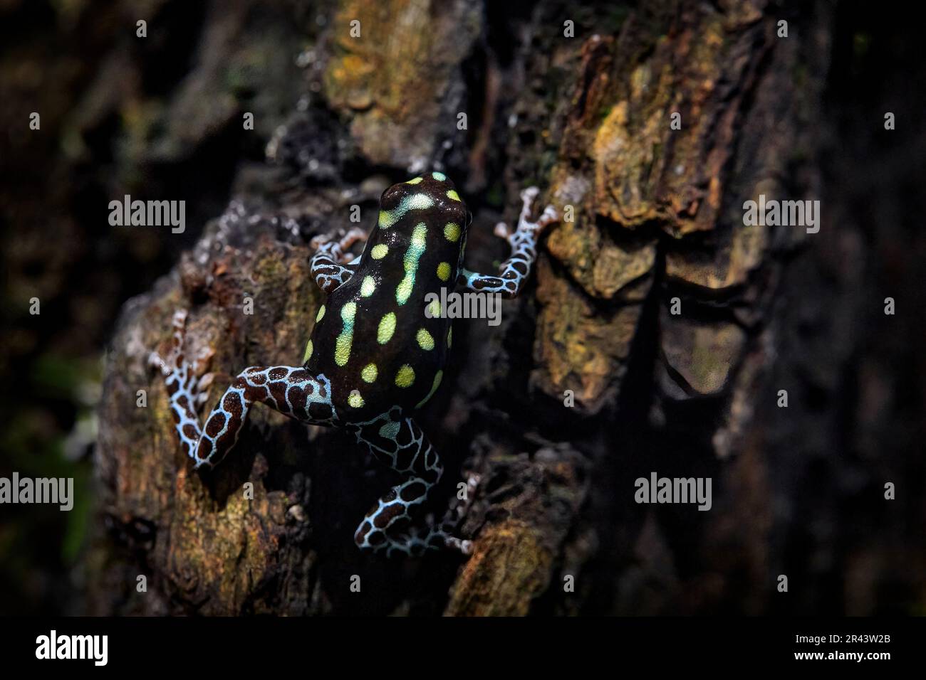 Amazon rainforest blue frog hi-res stock photography and images - Alamy