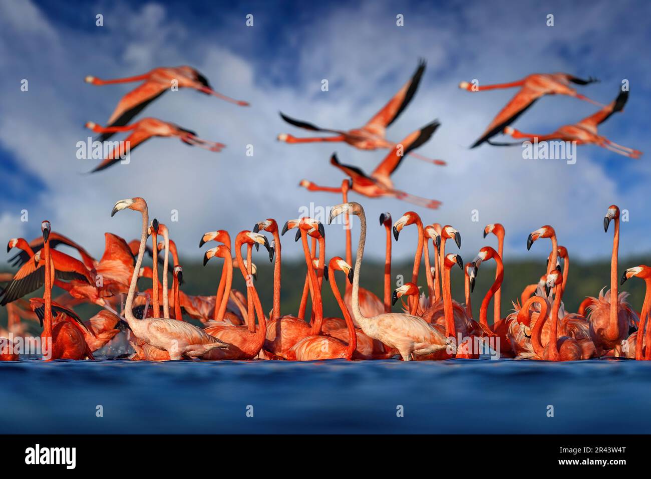 Flaminfos, Mexico wildlife. Flock of bird in the river sea water, with ...