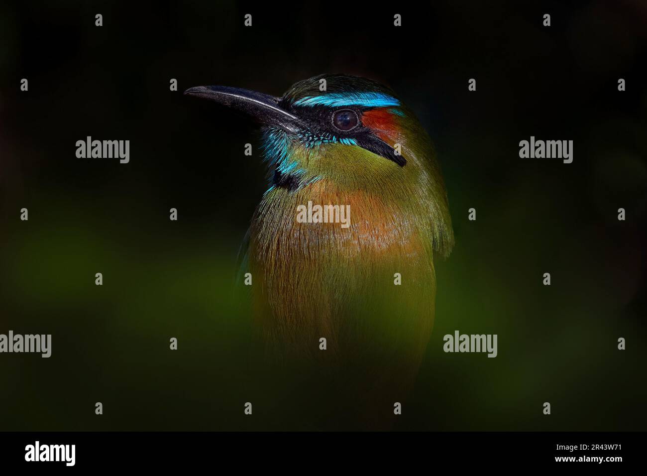 Bird portrait, Mexico, wildlife. Lesson's motmot, Momotus lessonii ...