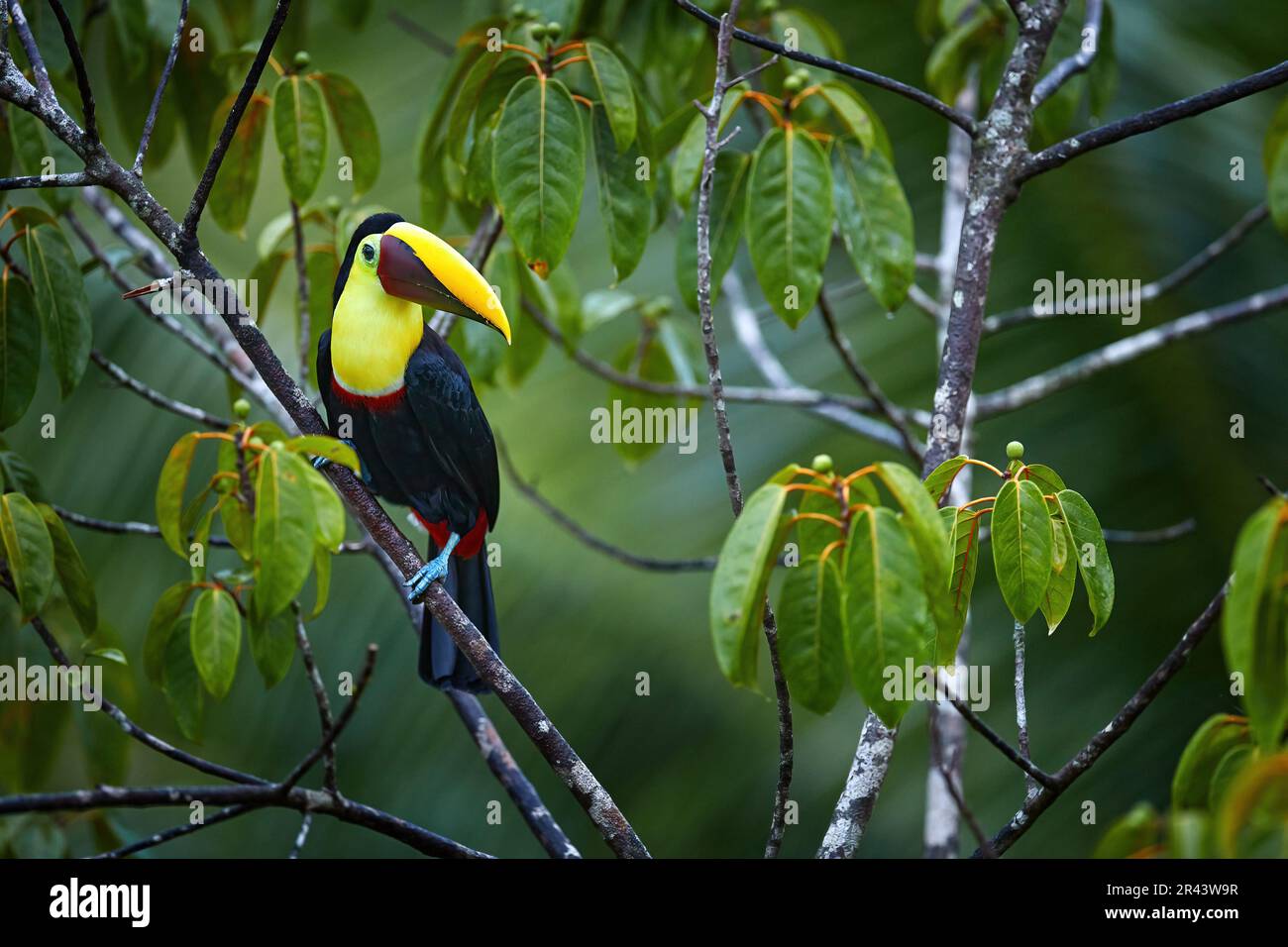 Widlife, bird in forest. Chesnut-mandibled Toucan sitting with green ...