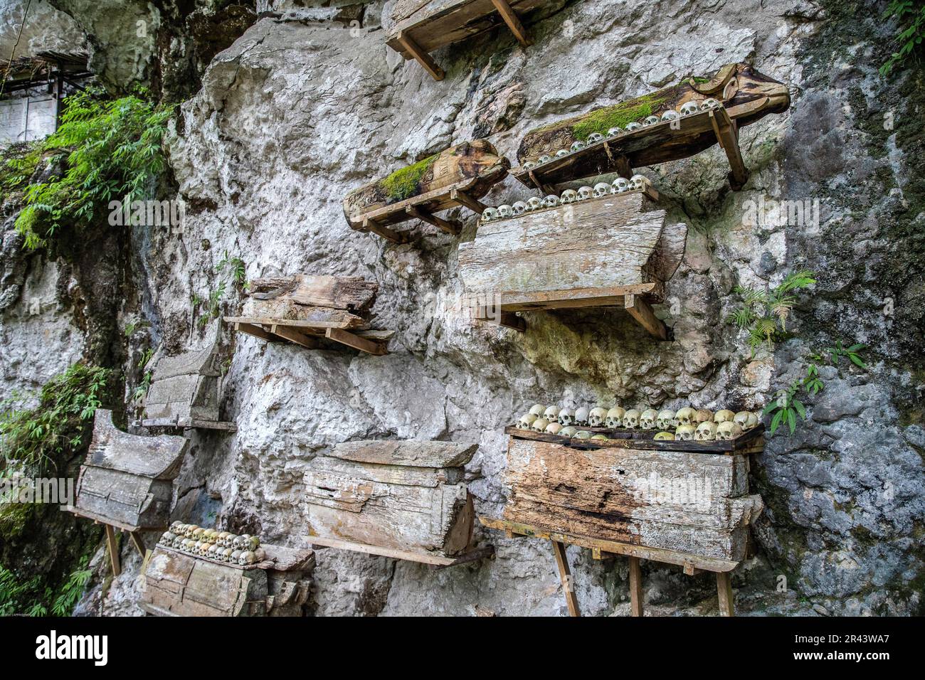 Toraja funeral ceremony, Tana Toraja, Sulawesi, Indonesia Stock Photo ...