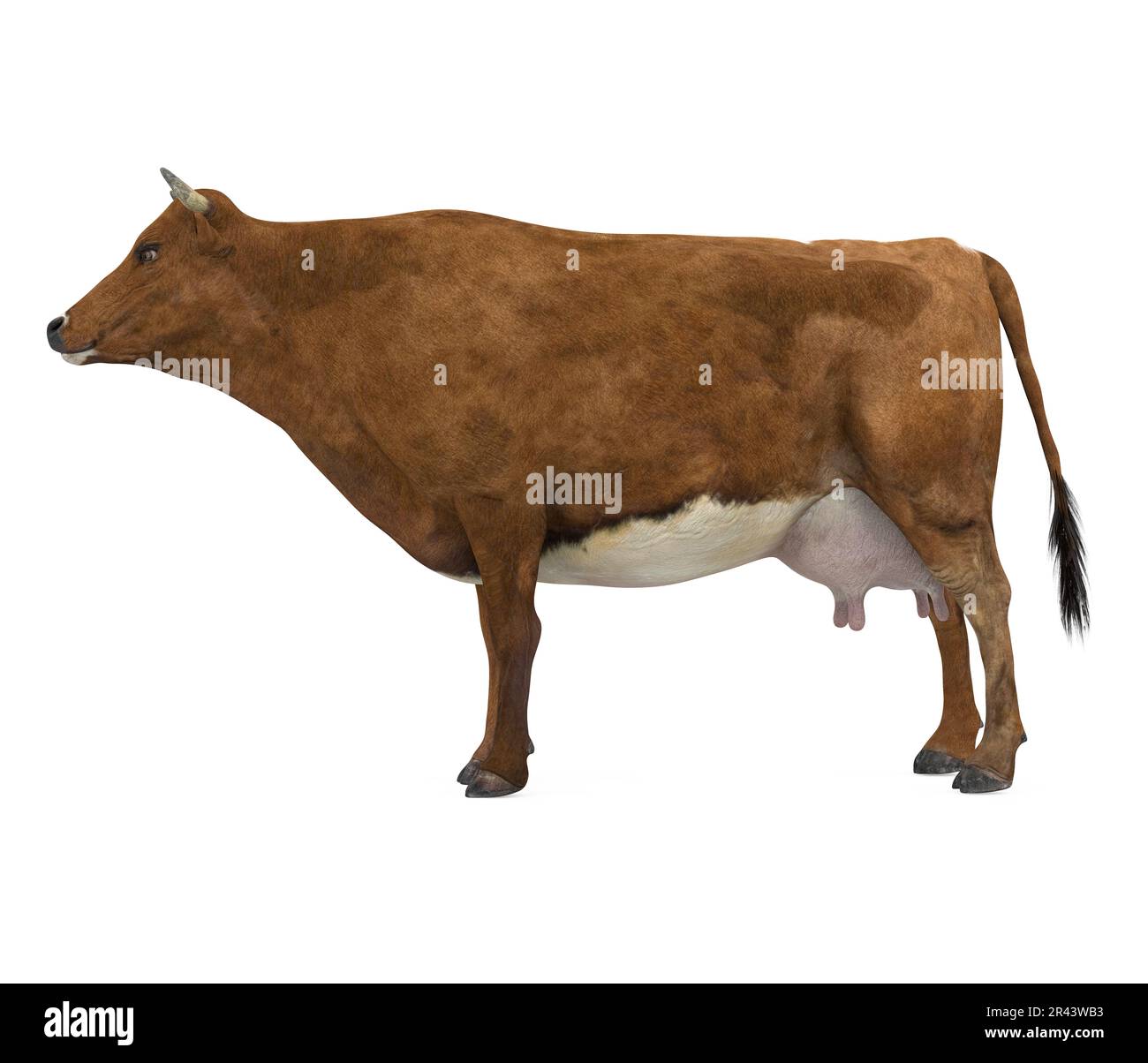 Holstein cow Cut Out Stock Images & Pictures - Alamy