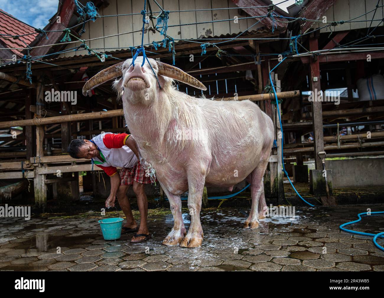 water buffalo, Tana Toraja, Sulawesi, Indonesia Stock Photo - Alamy