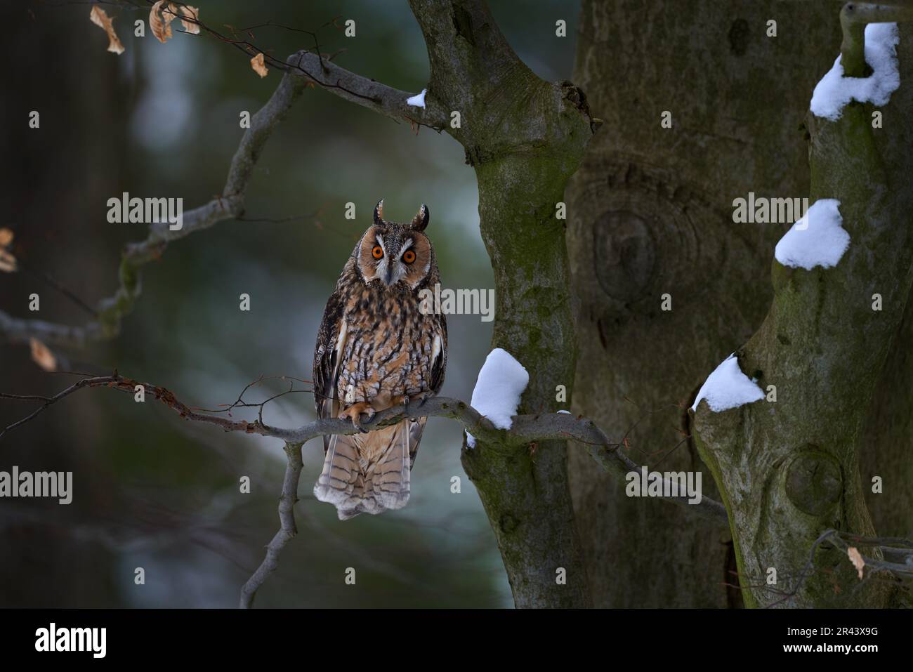 Owl in the forest habitat. Long-eared Owl sitting on the branch in the ...