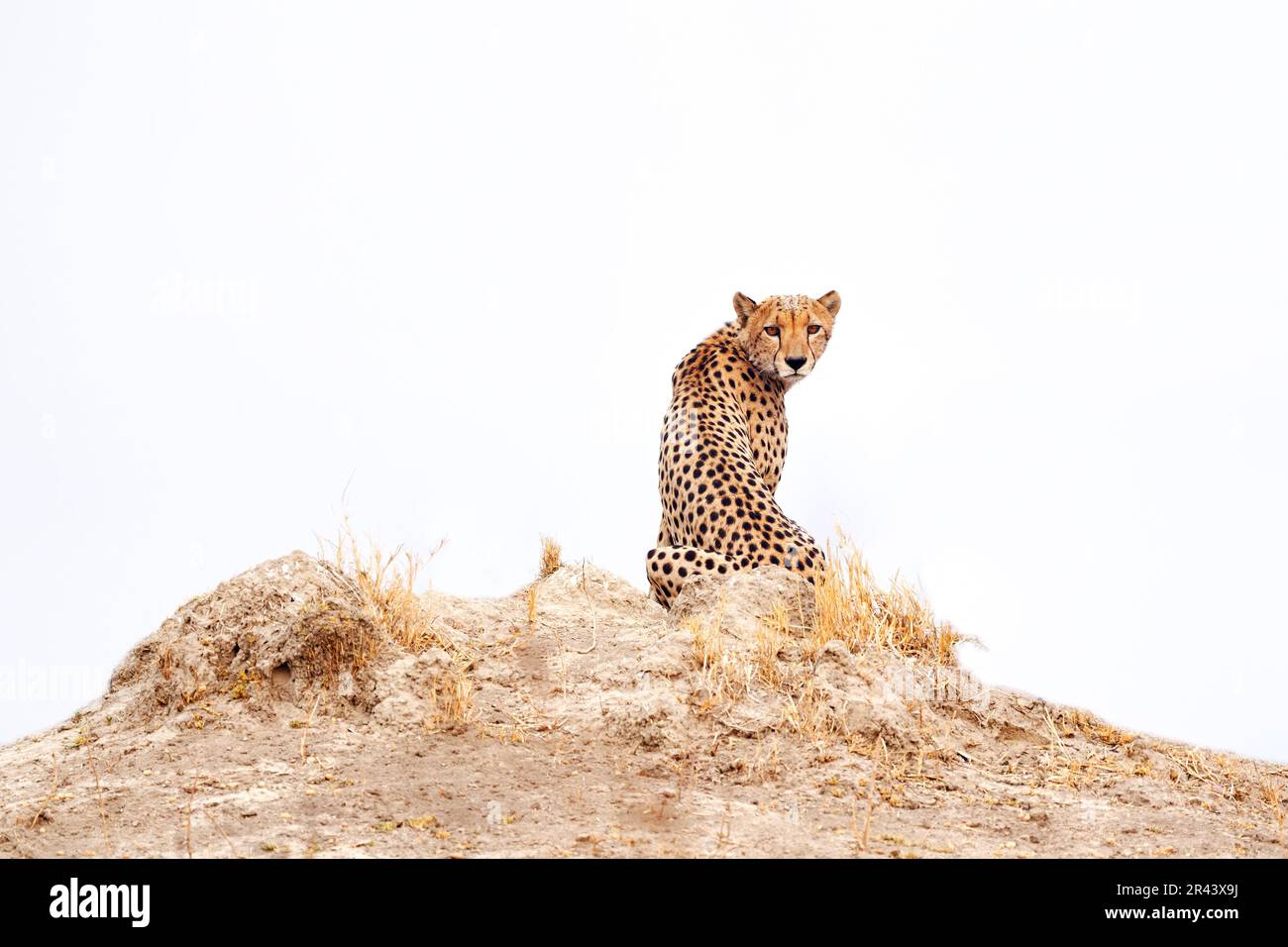 Cheetah, fire burned destroyed savannah. Animal in fire burnt place ...