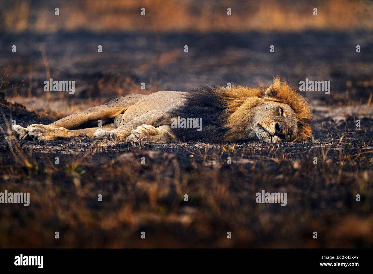 Lion, fire burned destroyed savannah. Animal in fire burnt place, lion ...