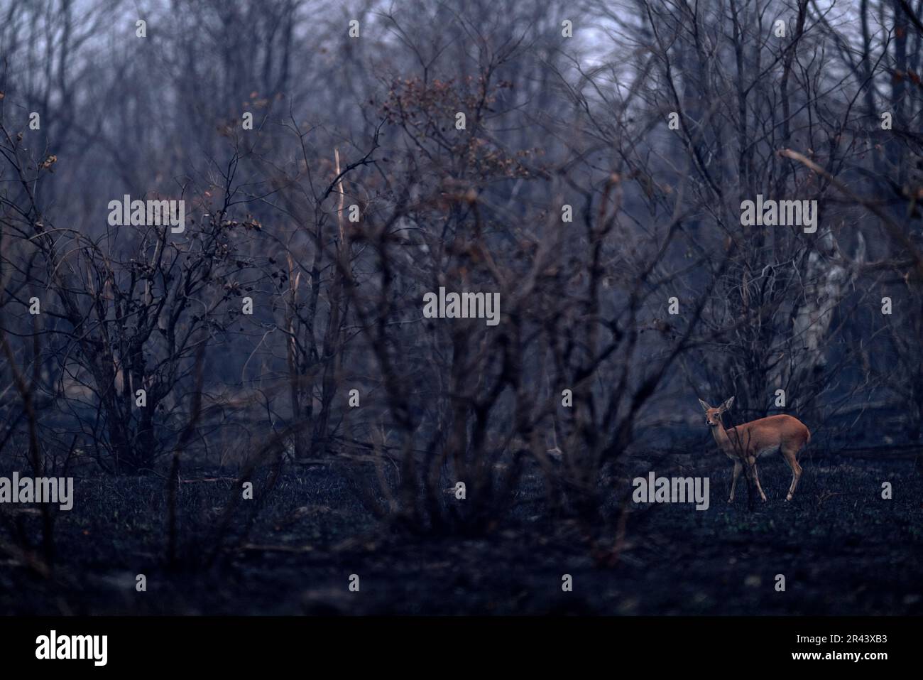 Africa fire. Steenbok, Raphicerus campestris, fire burned destroyed ...
