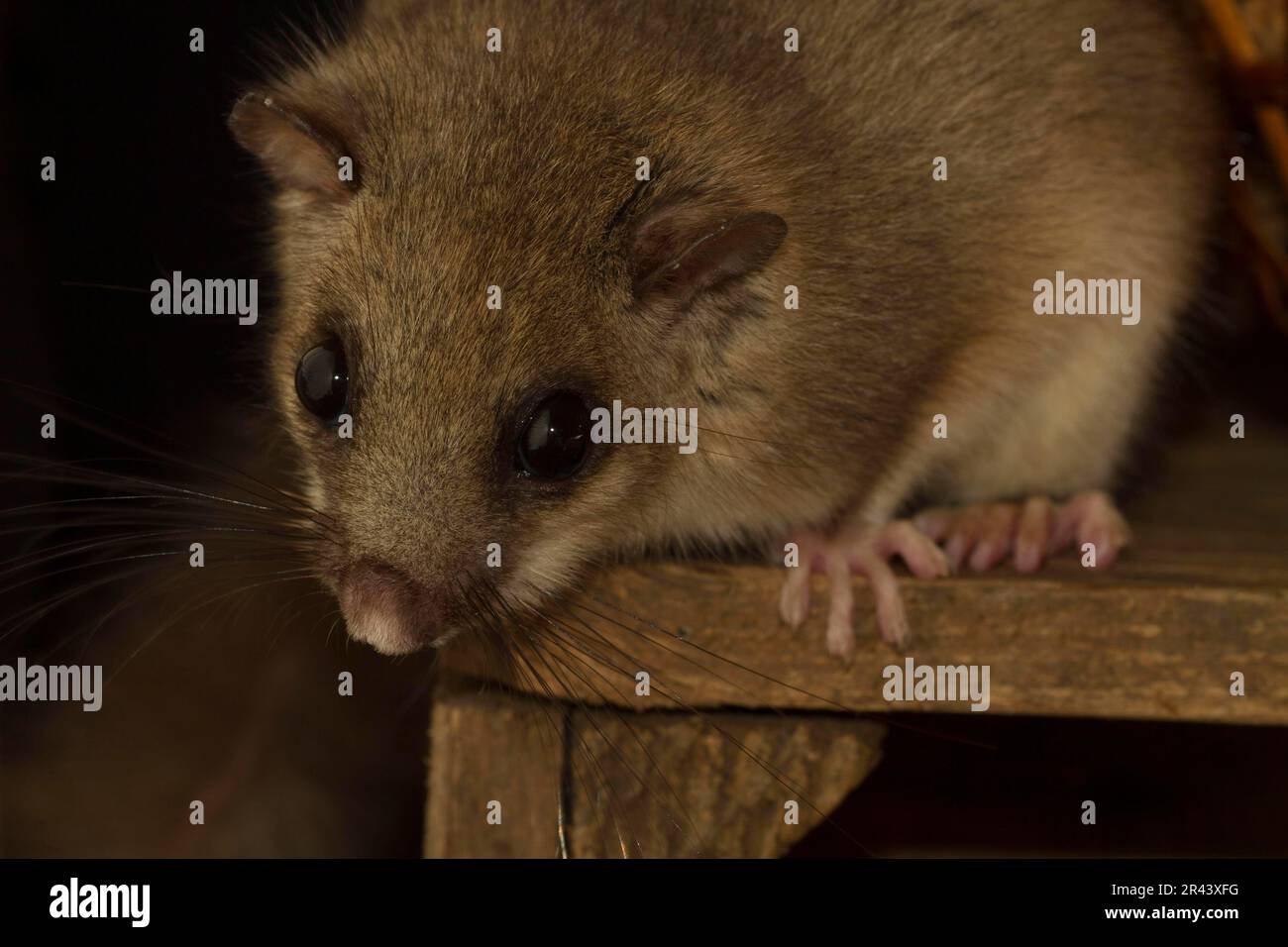 Edible dormouse (Glis glis) Storage cellar Stock Photo - Alamy