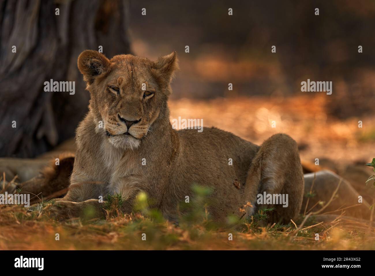 African lion, young male. Botswana wildlife. Lion, slose-up detail ...