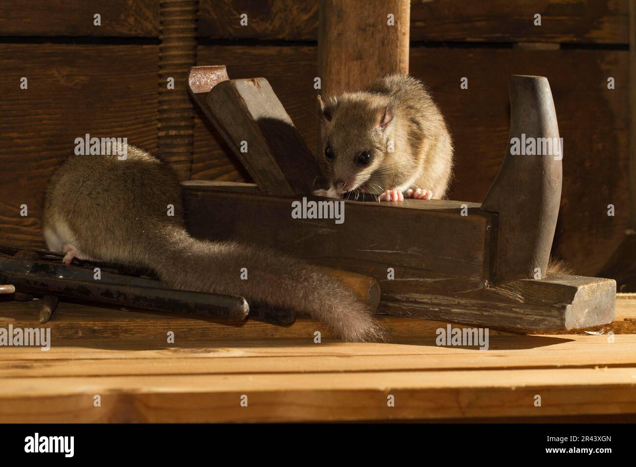 Wildlife photo workshop hi-res stock photography and images - Alamy