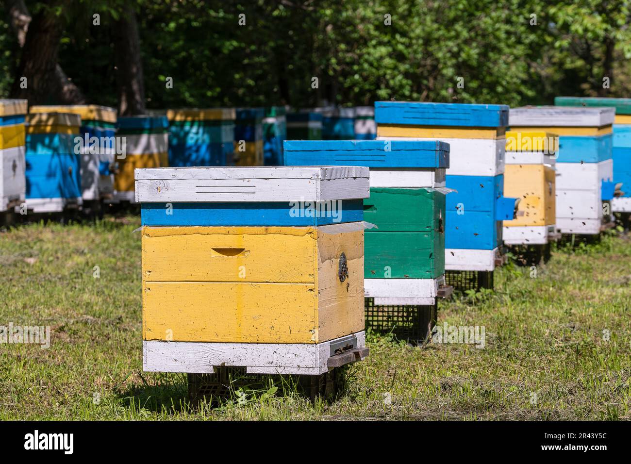 Many set of wooden beehive in the spring garden in the apiary to ...