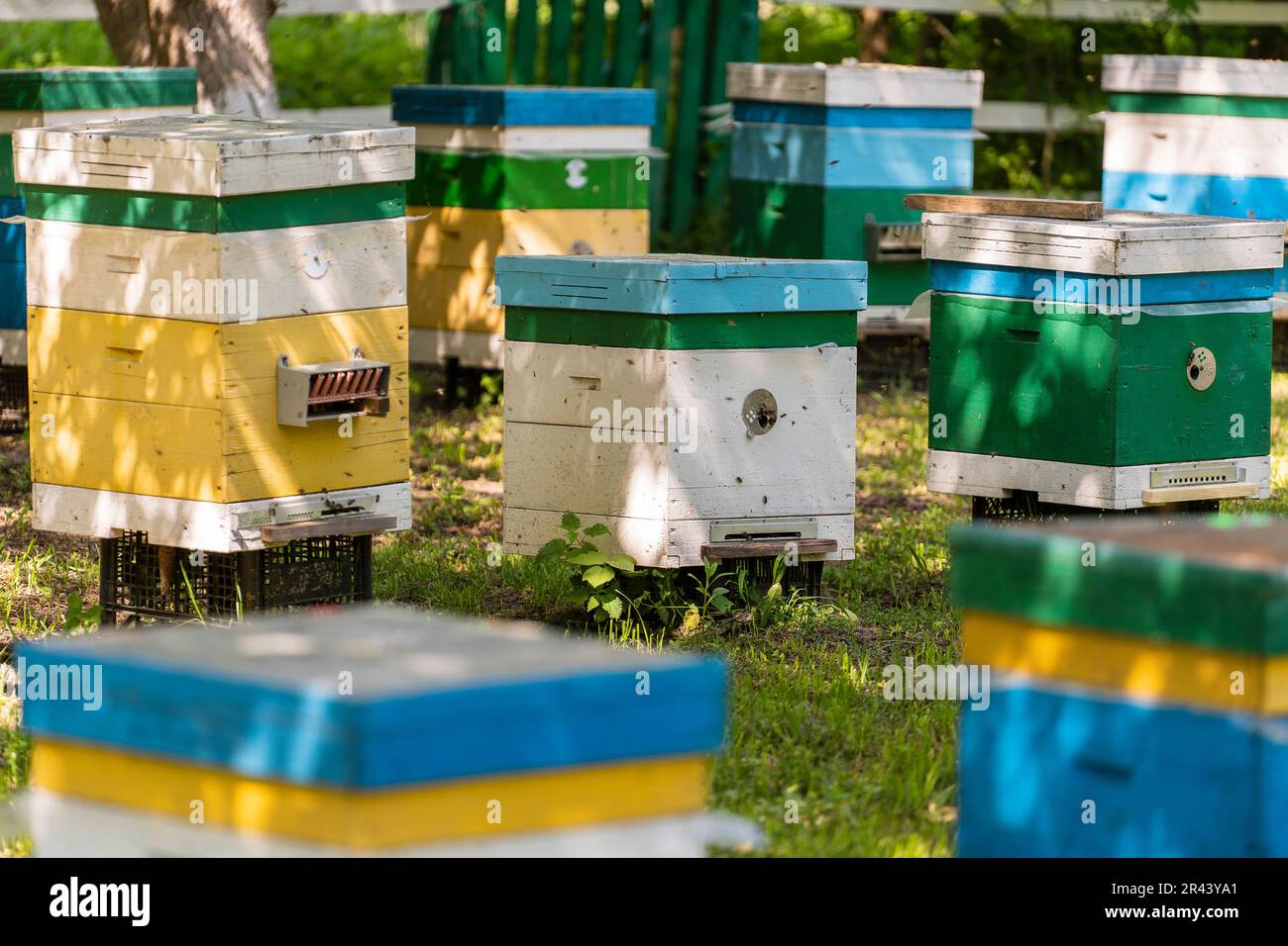 Many set of wooden beehive in the spring garden in the apiary to ...