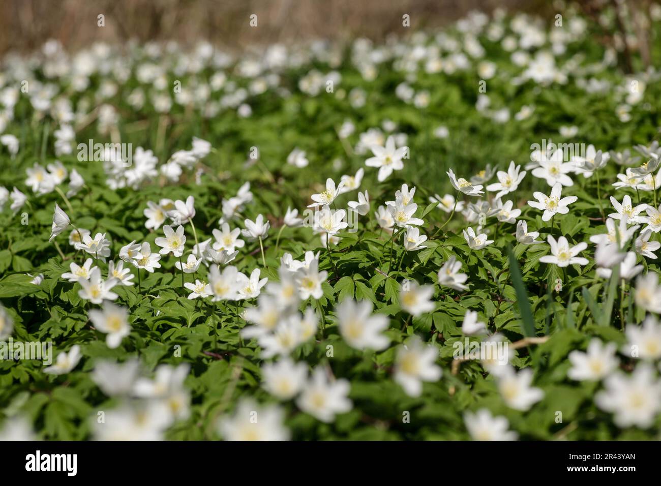 Bloomer day hi-res stock photography and images - Alamy