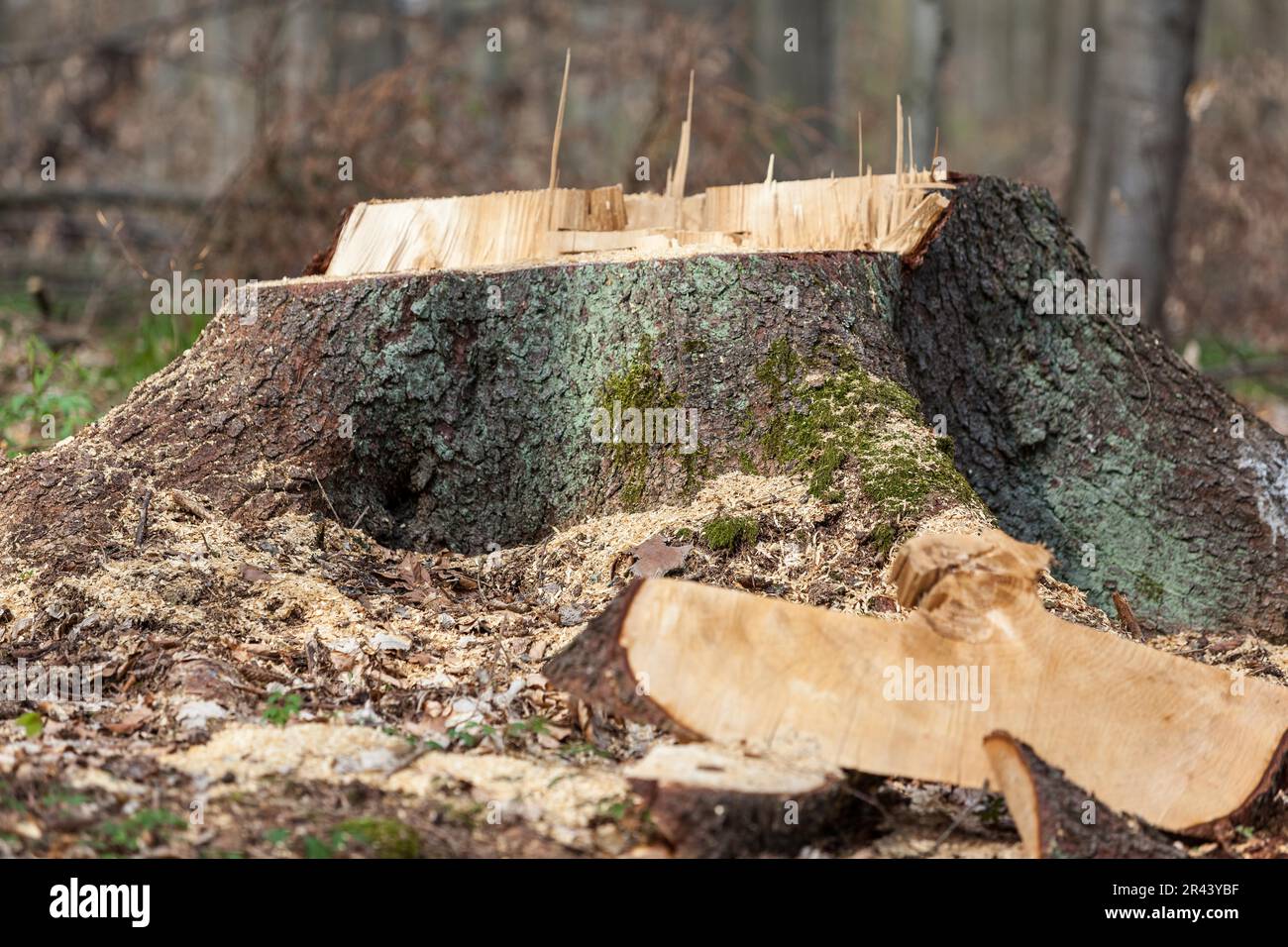 Logging felled tree Stock Photo - Alamy
