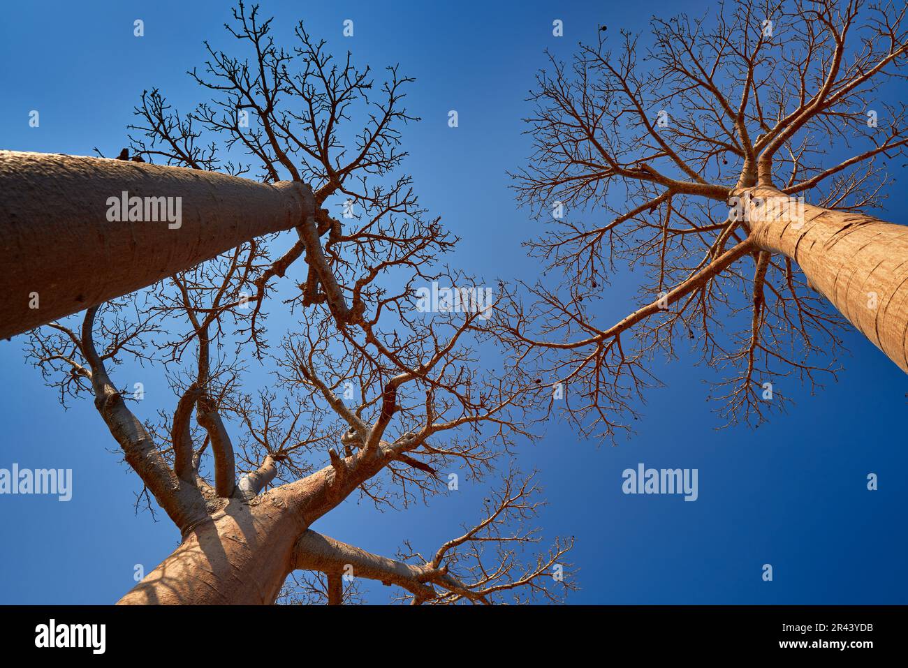 Alley of the Baobabs landscape from Madagascar. Most famous tipical ...