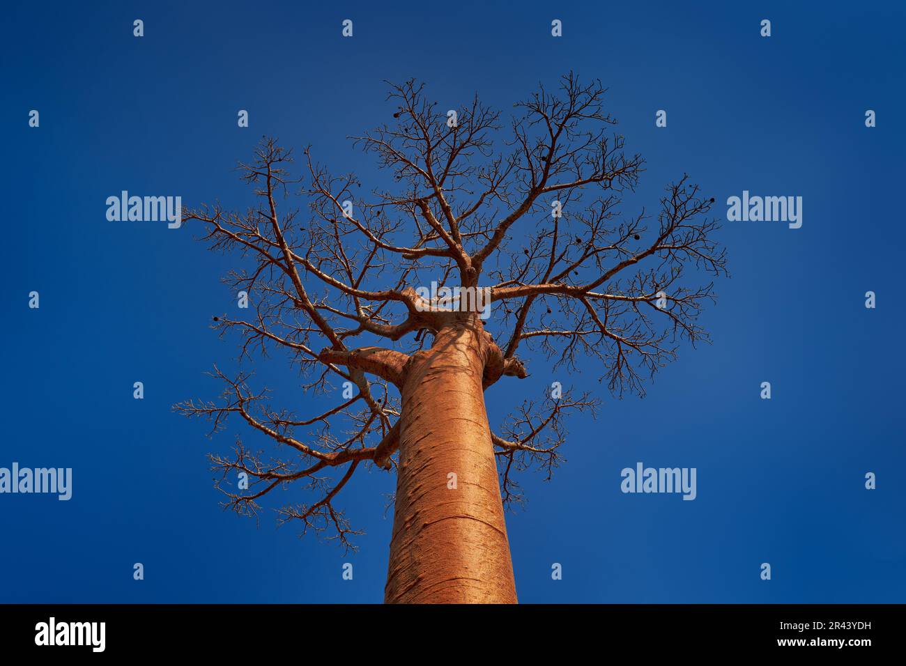 Alley of the Baobabs landscape from Madagascar. Most famous tipical ...