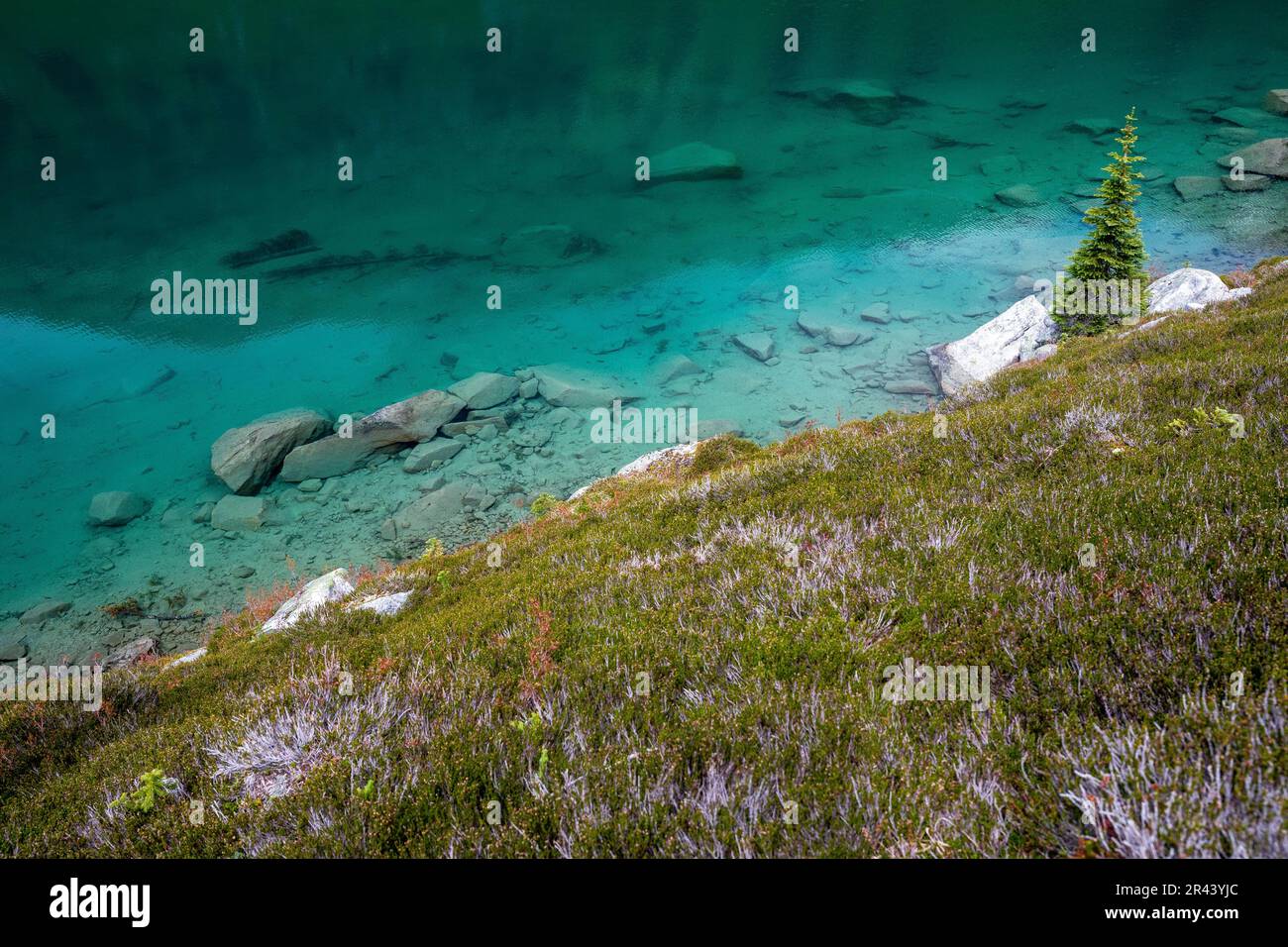 Grassy meadow by the bright blue color of an alpine lake in Canada ...