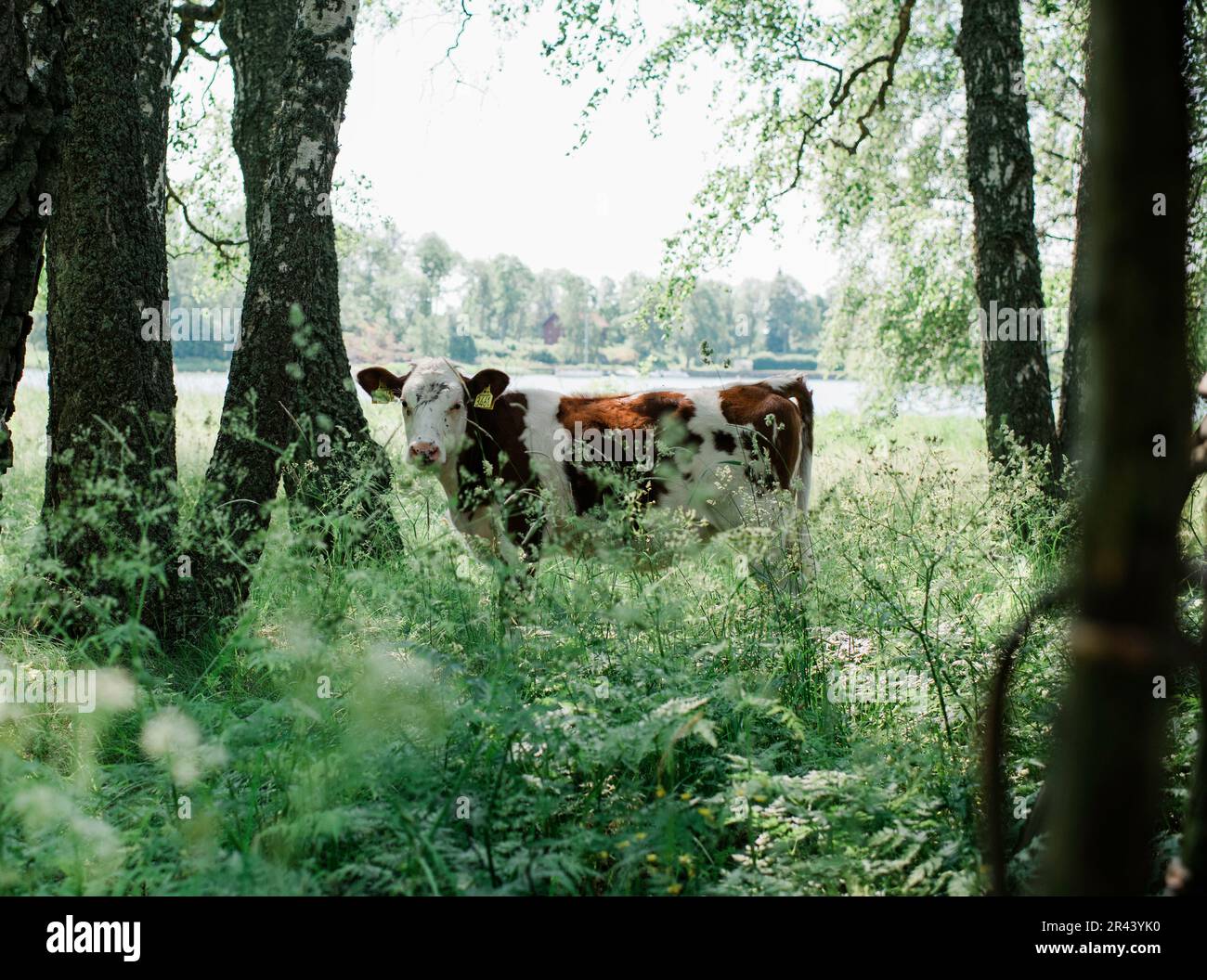 a cow in a green field by the water in Sweden Stock Photo - Alamy