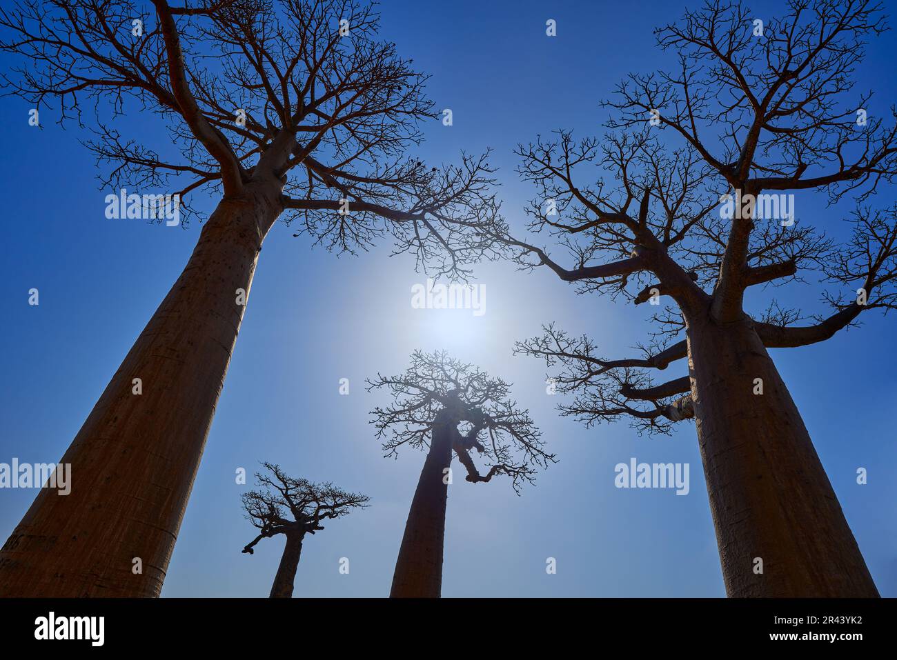 Alley of the Baobabs landscape from Madagascar. Most famous tipical ...